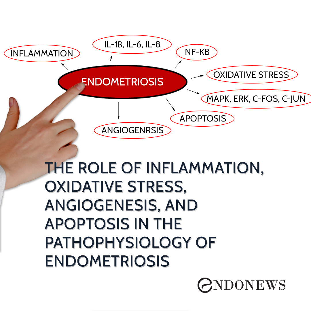 The role of inflammation, oxidative stress, angiogenesis, and apoptosis ...